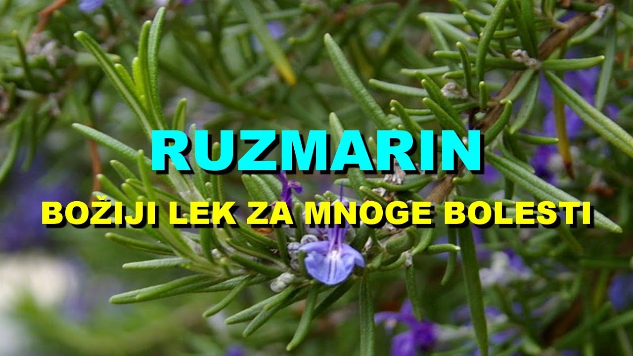 RUZMARIN - BOŽIJI LEK Za MNOGE BOLESTI - YouTube