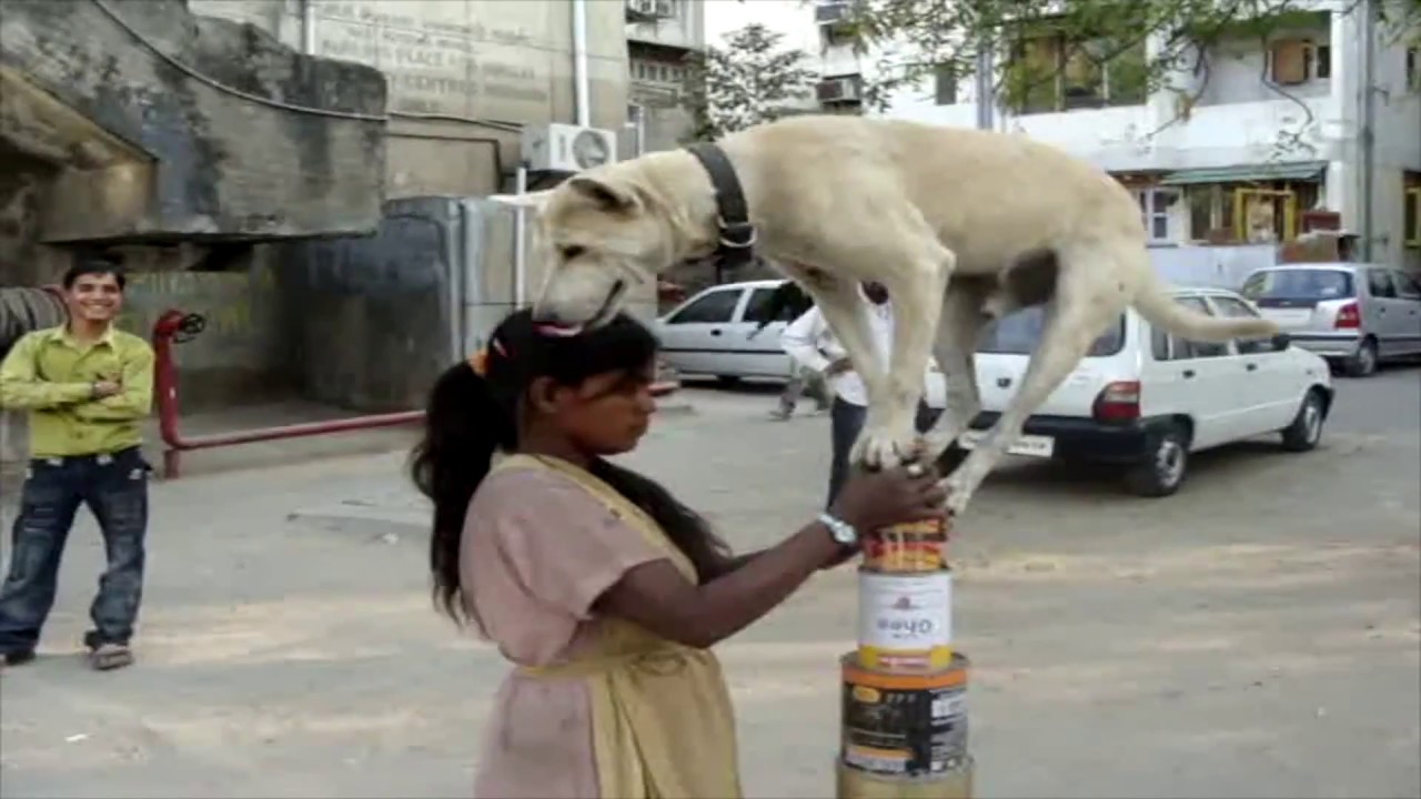 Street Dog Doing Amazing Circus .... Higher and smaller - YouTube