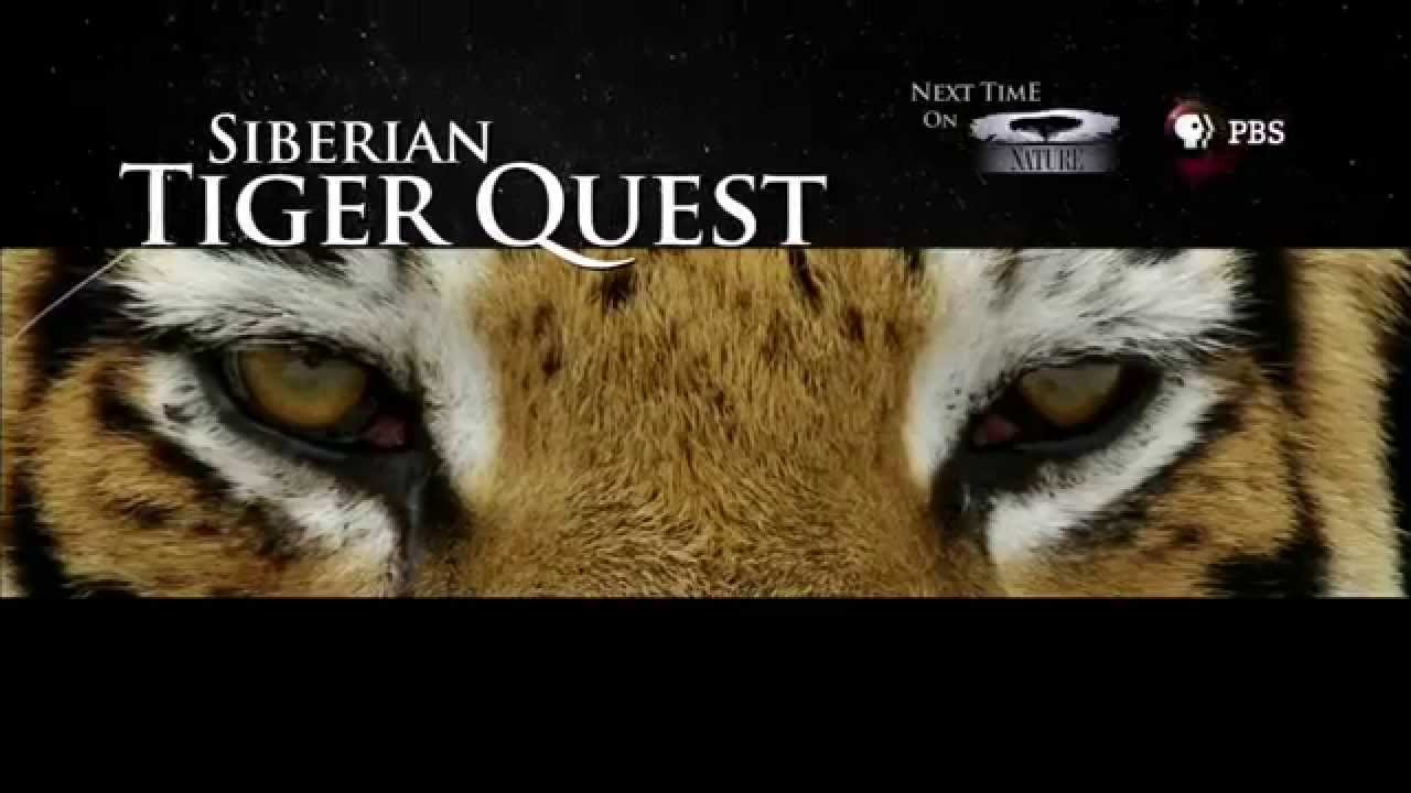 Nature: Siberian Tiger Quest - YouTube