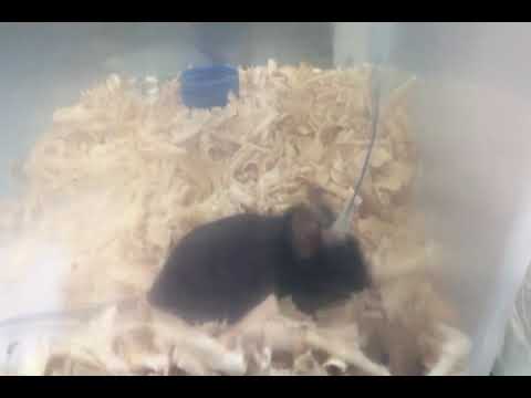 Awake animal microdialysis from rodents - YouTube