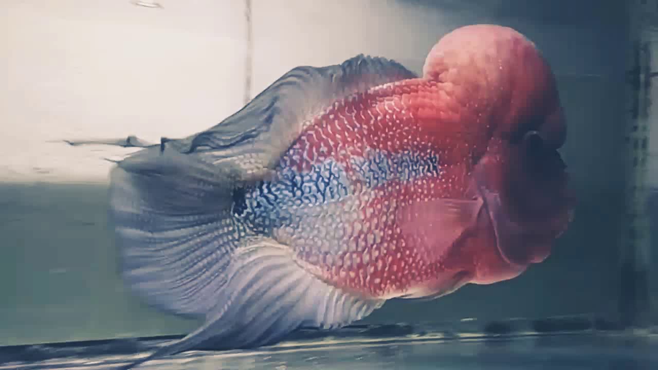 Monster Kok/head Flowerhorn (June) Sad story behind it Stay Tuned - YouTube