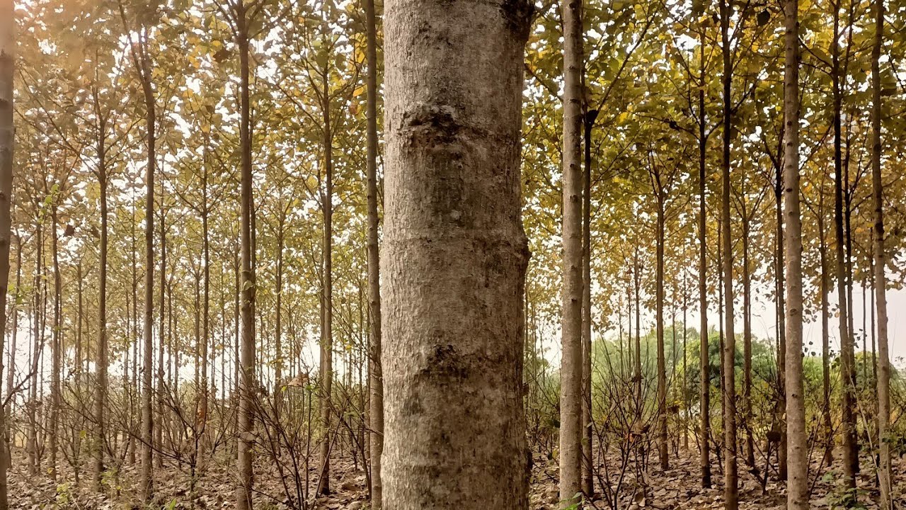 TISSUE CULTURE BURMA TEAK PLANTS.SUCCESS STORY OF FARMER IN SOLAPUR ...