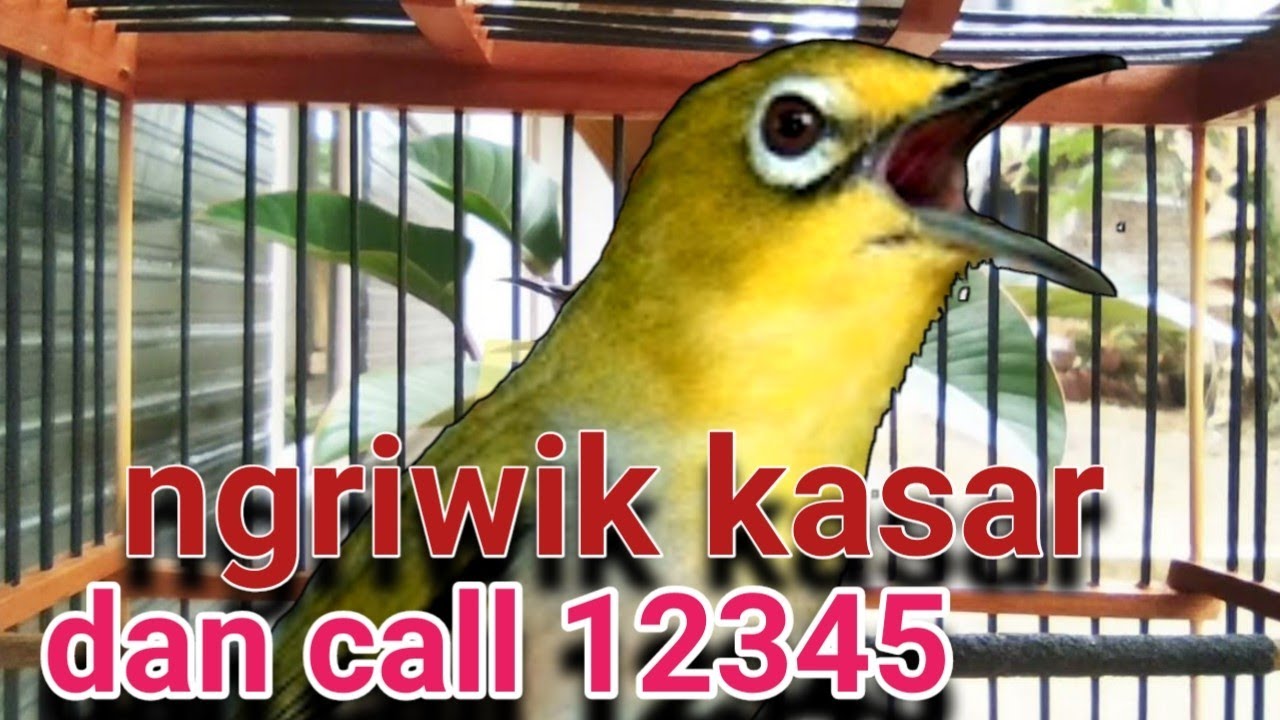 Ngriwik Kasar Dan Call 12345 Terapi Khusus agar Pleci Anda Cepat Buka ...