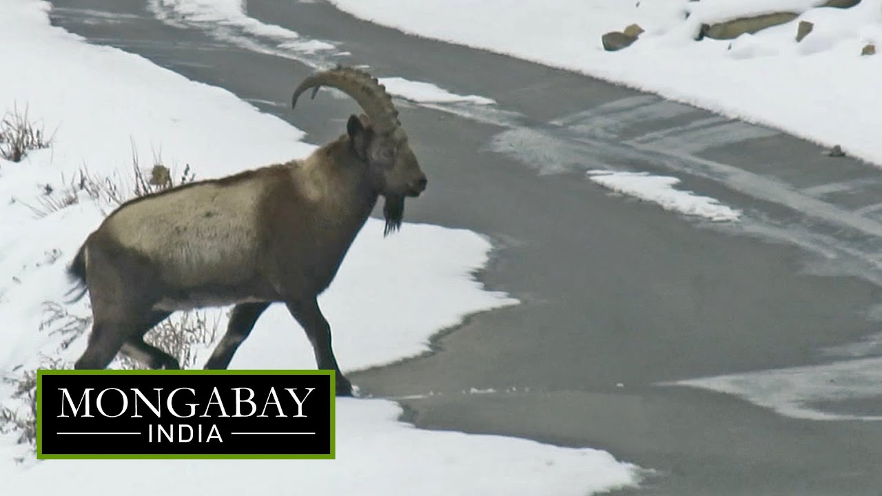 Himalayan ibex: India's large wild goat - YouTube