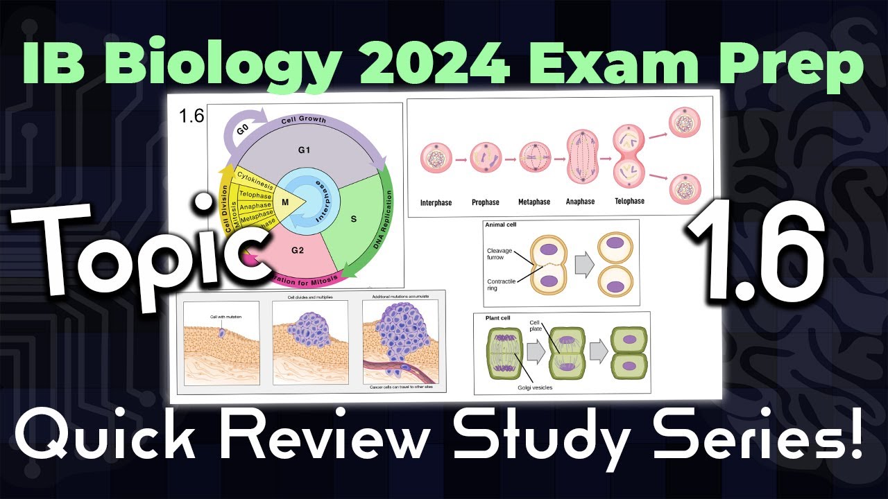 IB Bio 2024 QUICK REVIEW - Topic 1.6: Cell Division - YouTube