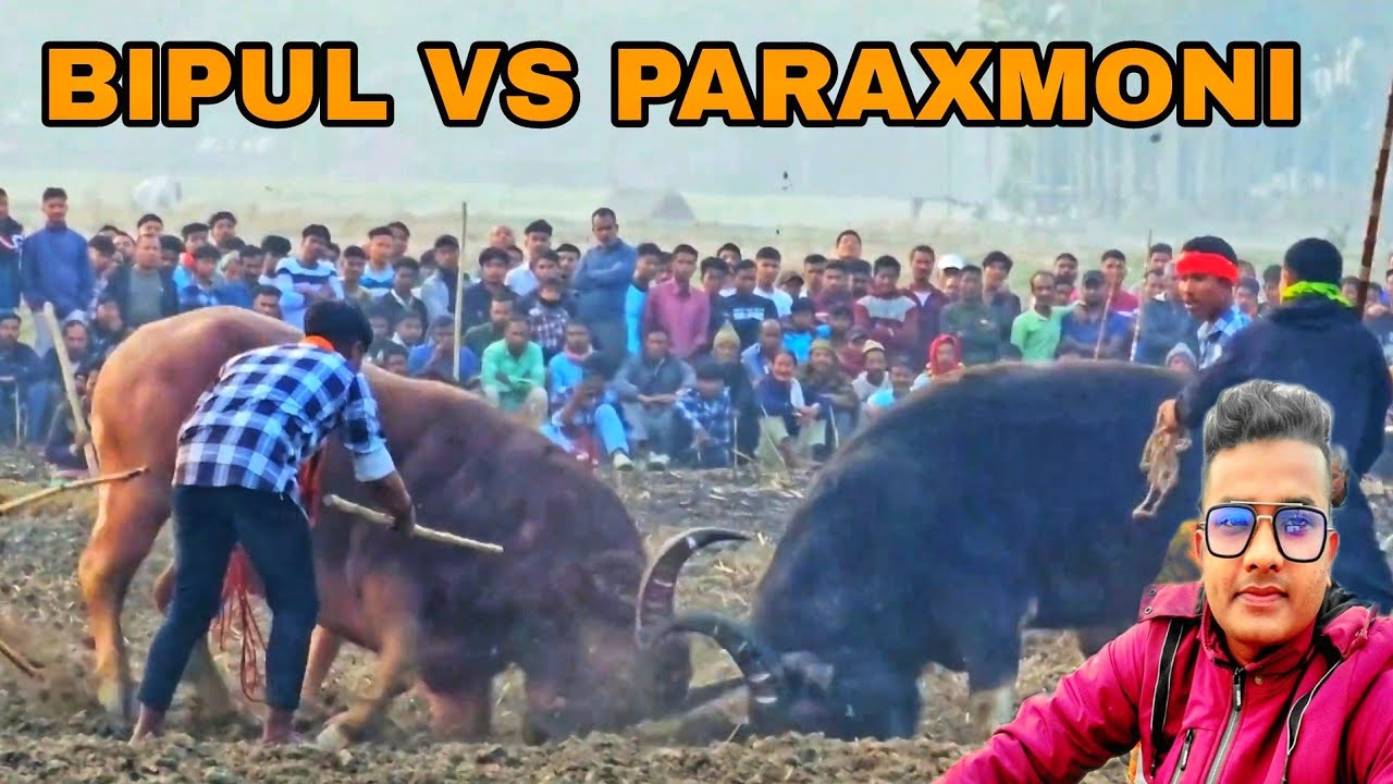 BIPUL KONOWAR VS PARAXMONI || #mohjuj #buffalofight #mohjujrajaofficial ...