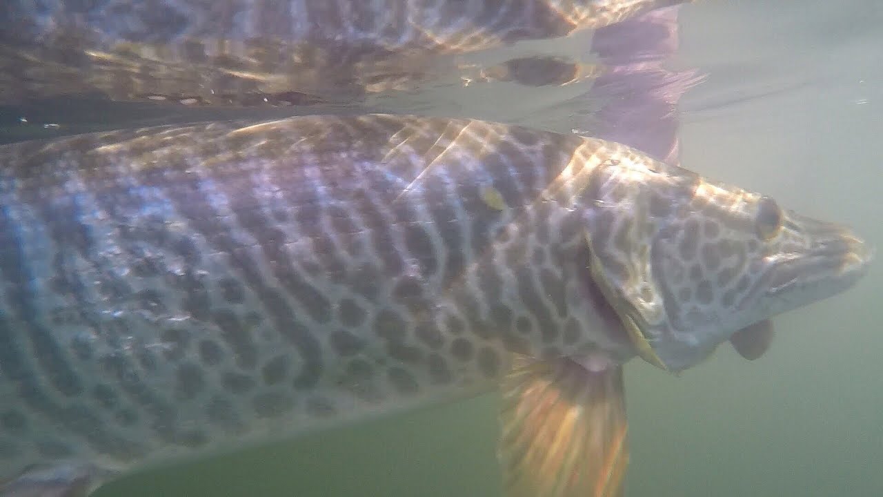 Buzz Bait Tiger Muskie - YouTube