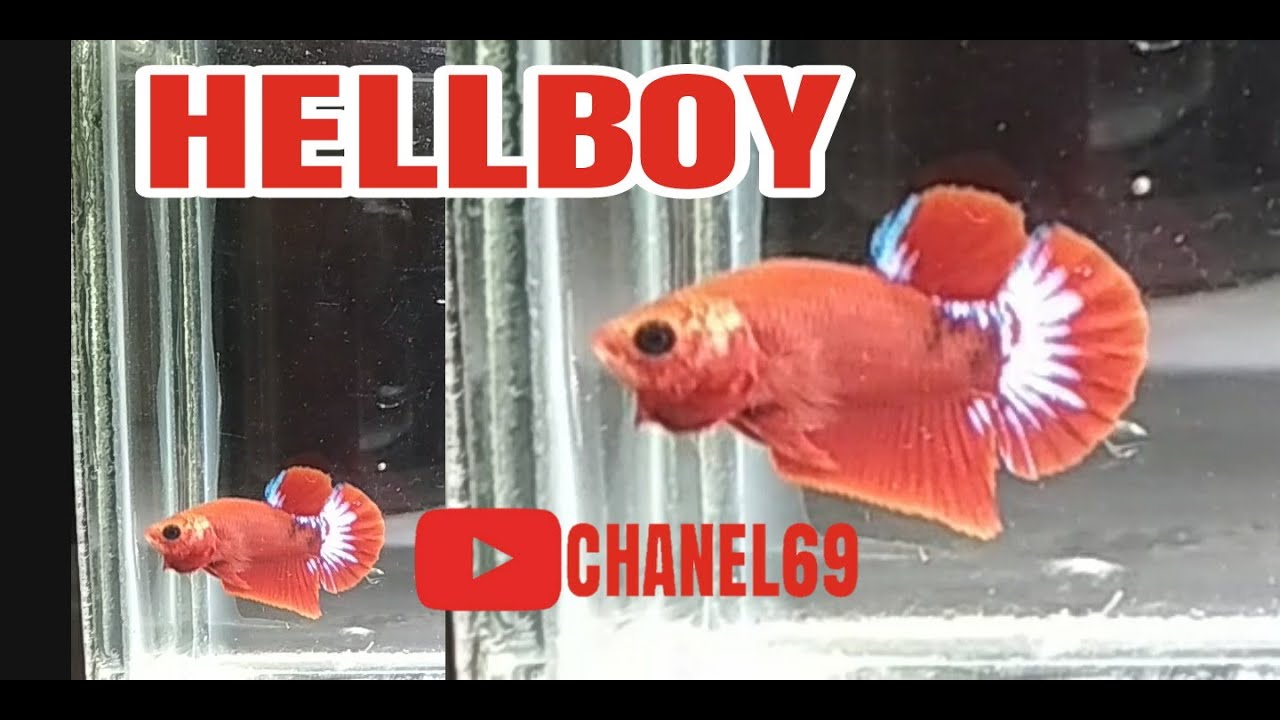 Hellboy betta fish gokil merahnya api neraka - YouTube