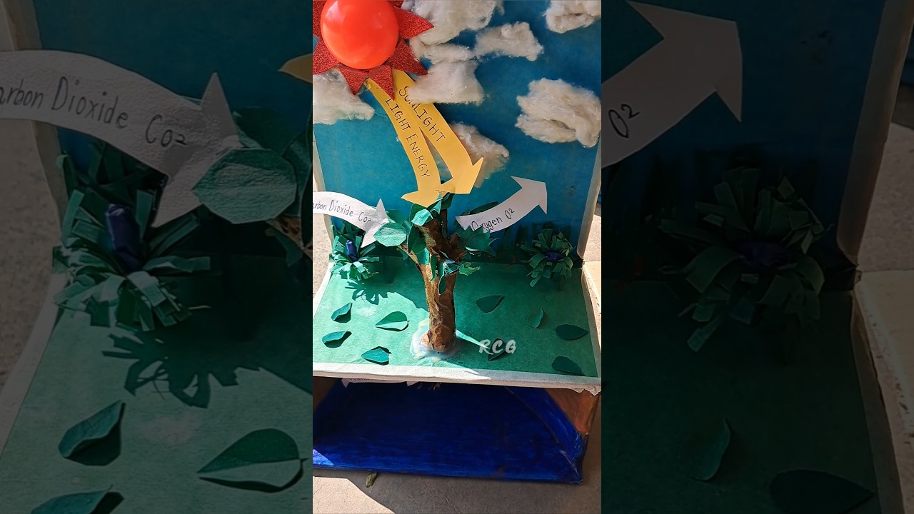 Photosynthesis 3D Model #school #project #science #exhibition #model ...