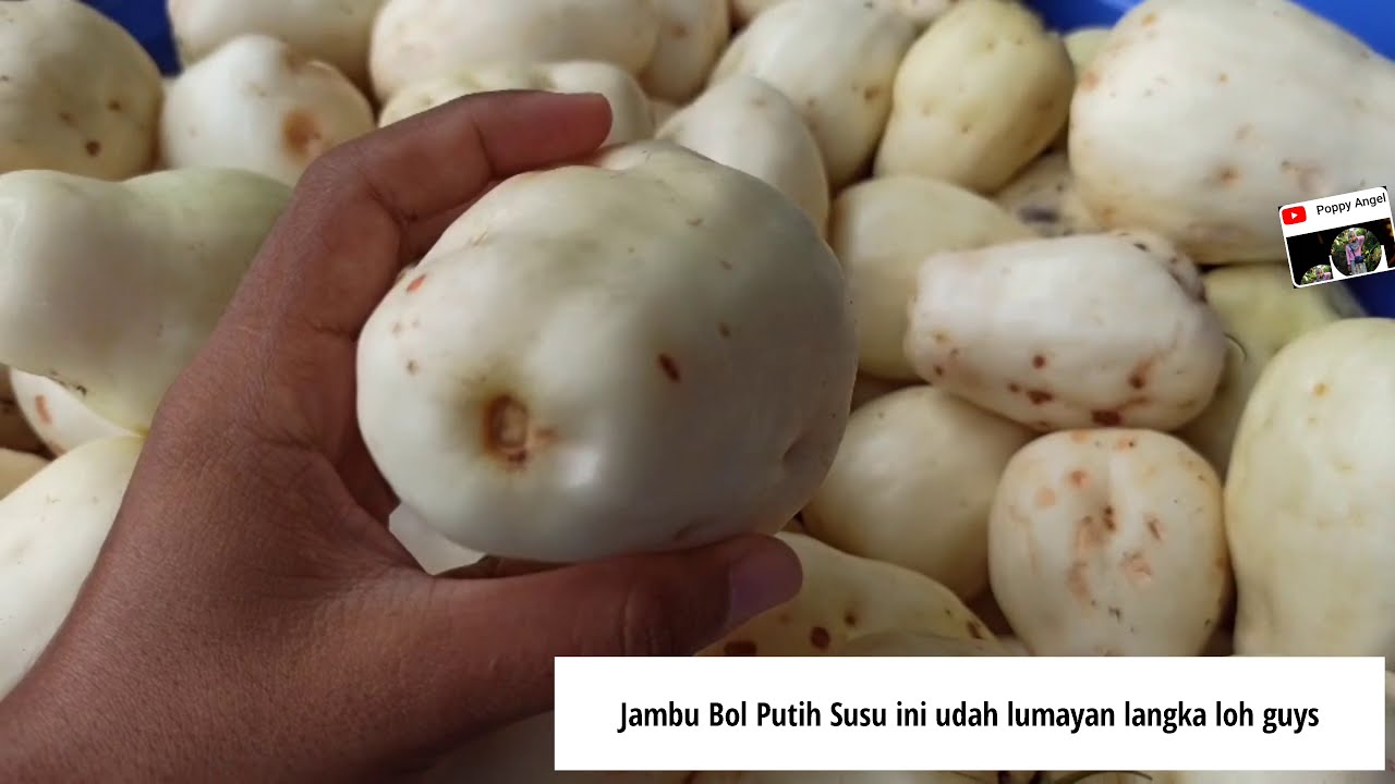 Jambu Bol Putih Susu Langka | Buah Jambu Air Putih Susu di Tarakan ...