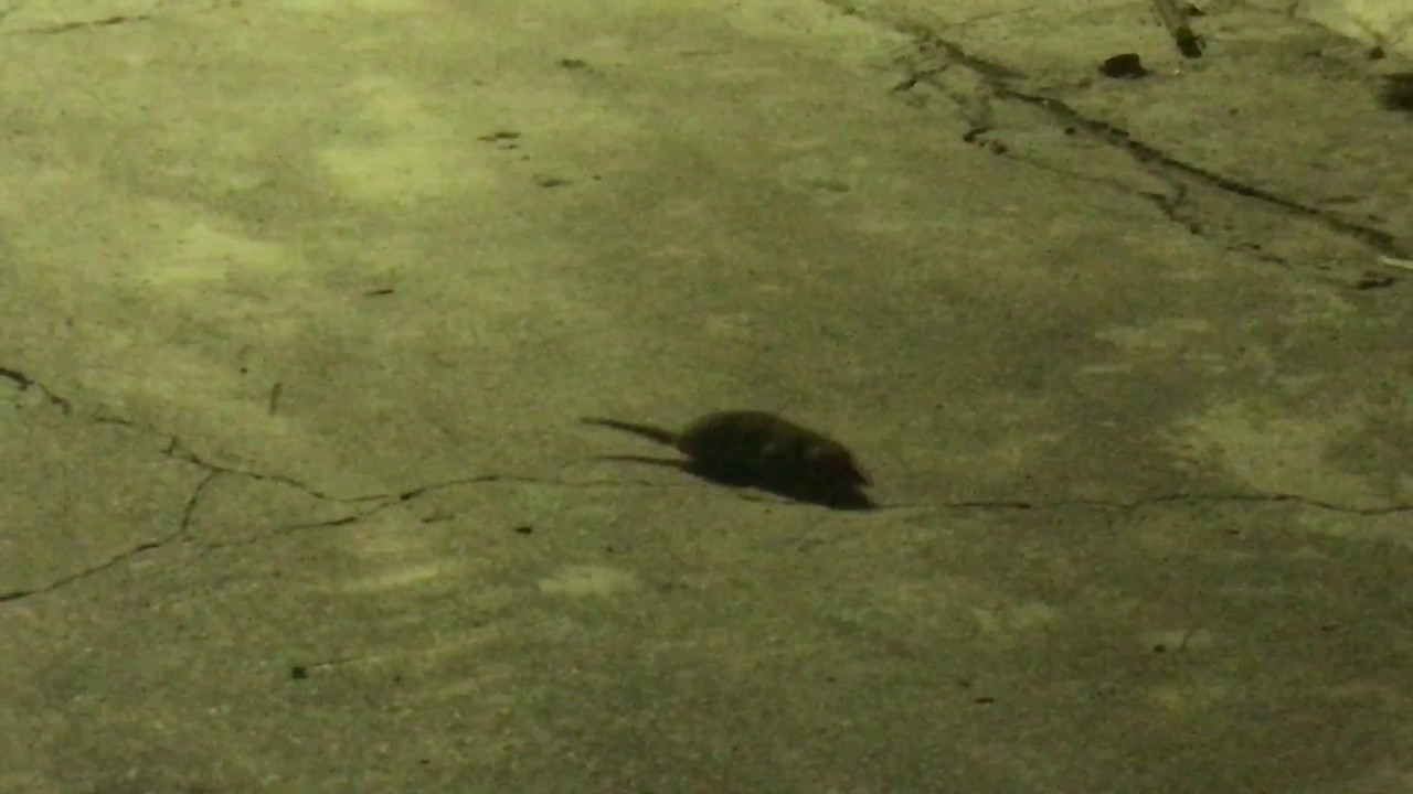 the rotating mouse - YouTube