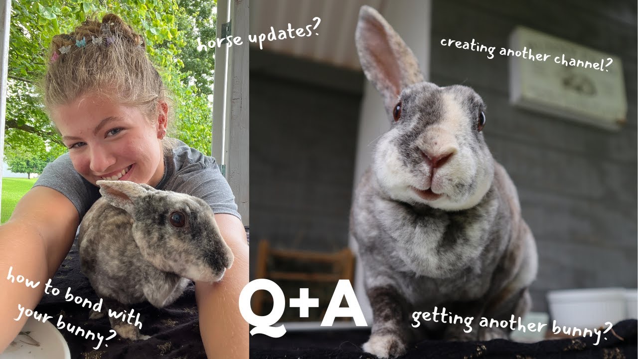 Am I Getting A Second Bunny? | Answering Your Questions - YouTube