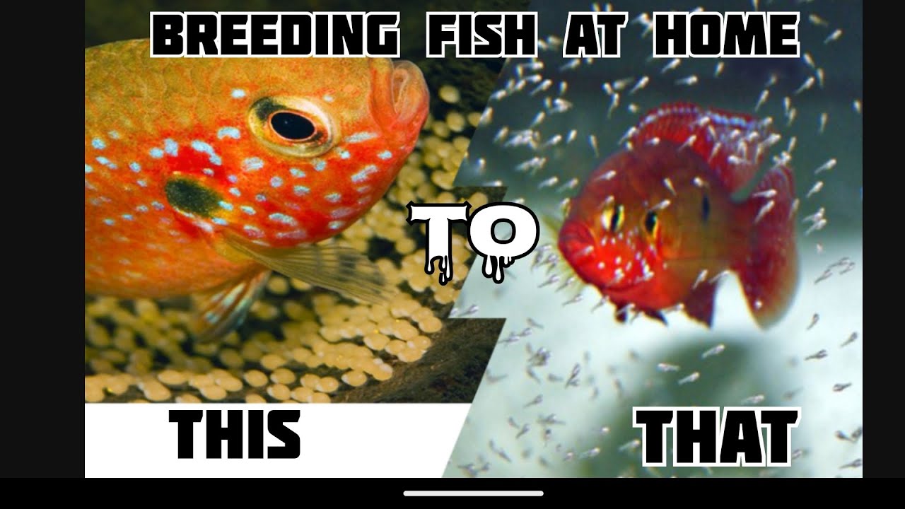 Red jewel fish breeding at Home full info😁#fish #breeding #easy # ...