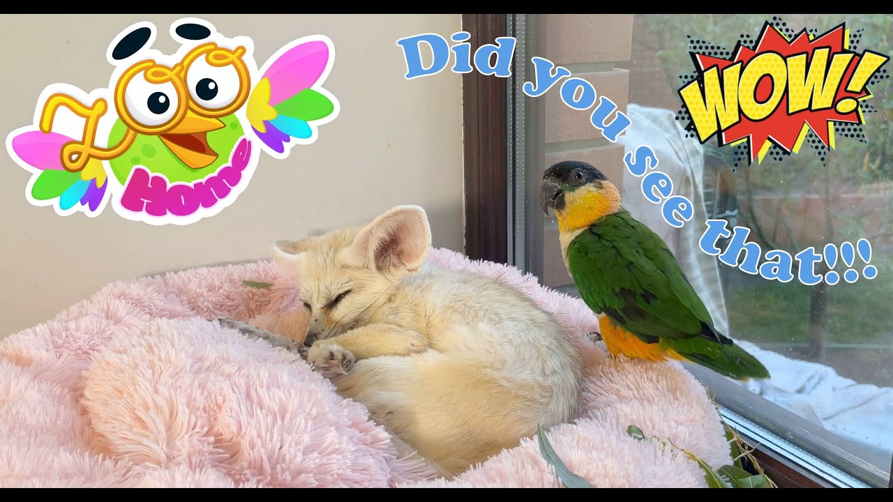 Parrot Elvis is so rejoicing in the twigs of willow, that he even ...
