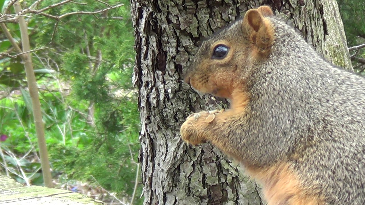 Squirrel Eating Mutant Squash 4-7-2020 | Organic Slant - YouTube