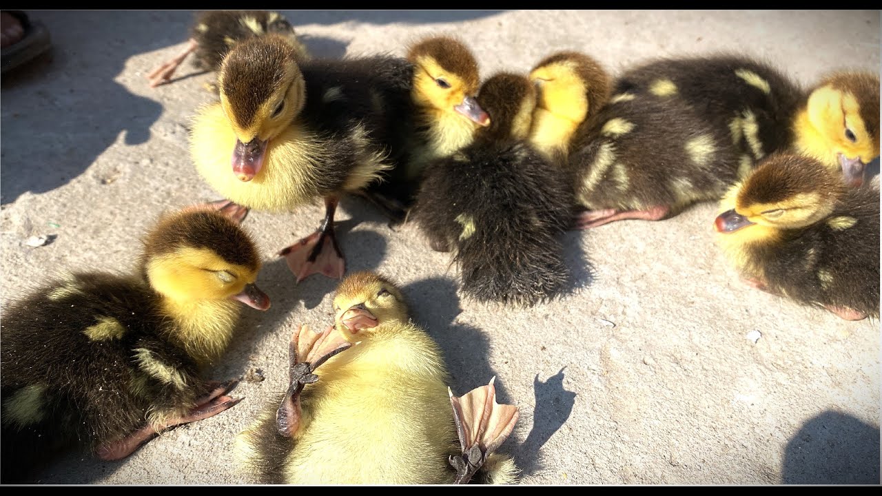 Amazing Baby Ducks chicks Hatching At Homemade Incubator - Ducks ...