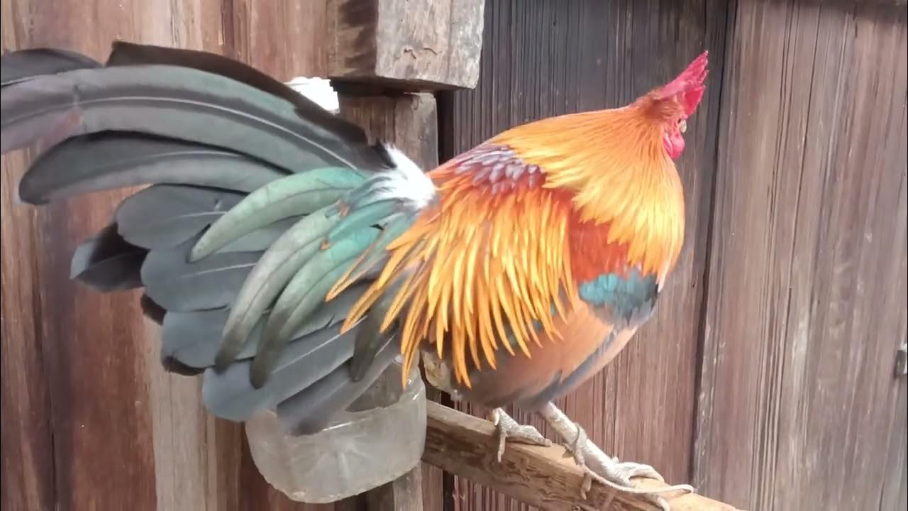 Me nyuam qaib dib zoo nraug - YouTube