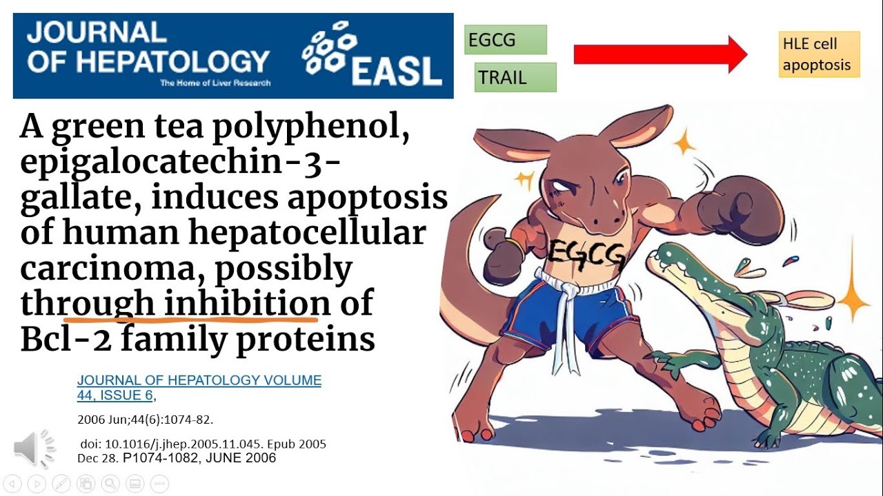 [29] A green tea polyphenol, EGCG, induces apoptosis of human HCC - YouTube