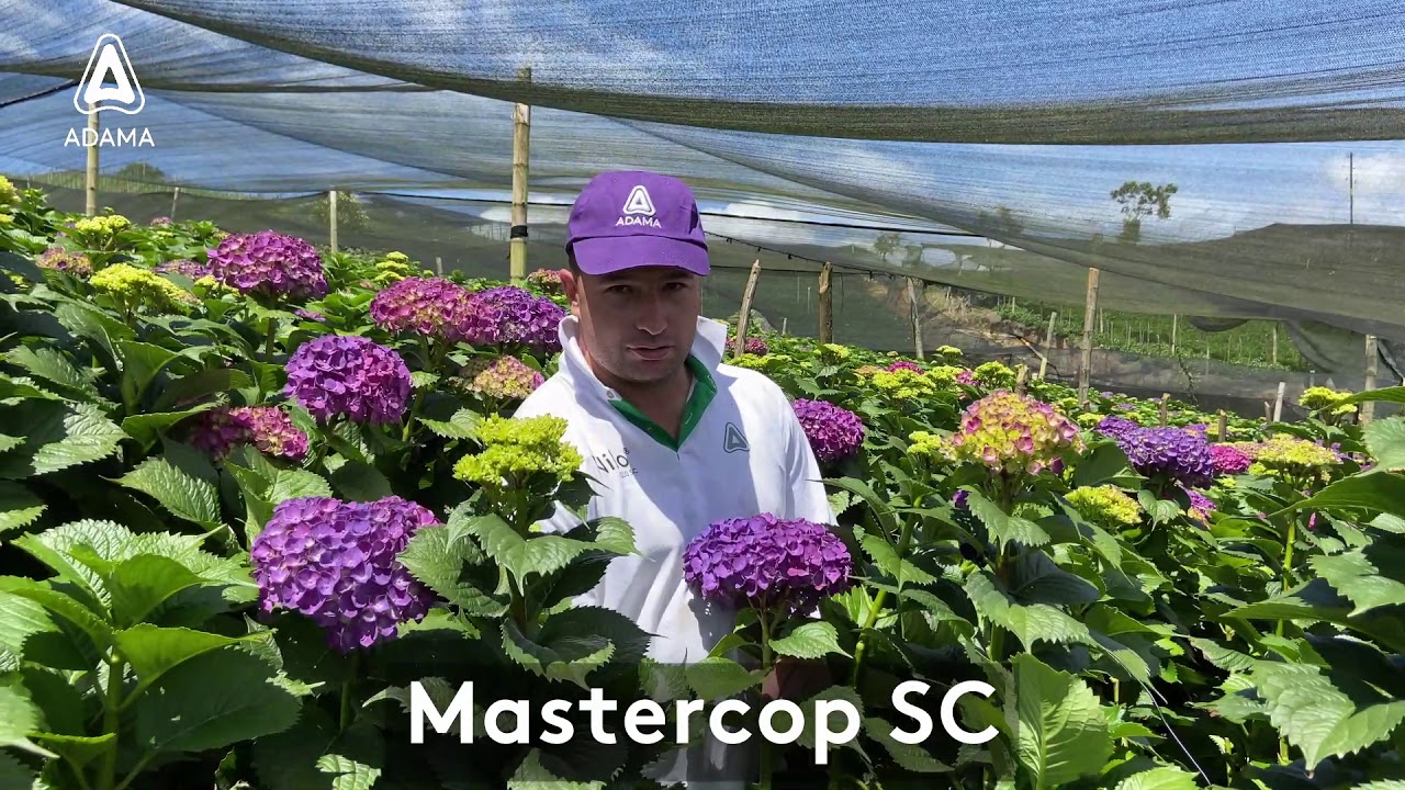 Este es el Poder de Mastercop ® SC en el Manejo de Oidio en Hortensias ...