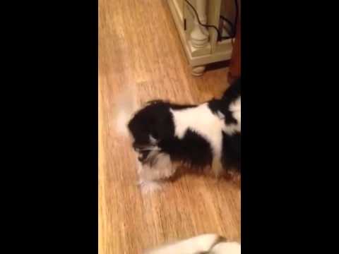 Earth Dog Personality-Five Element Theory - YouTube