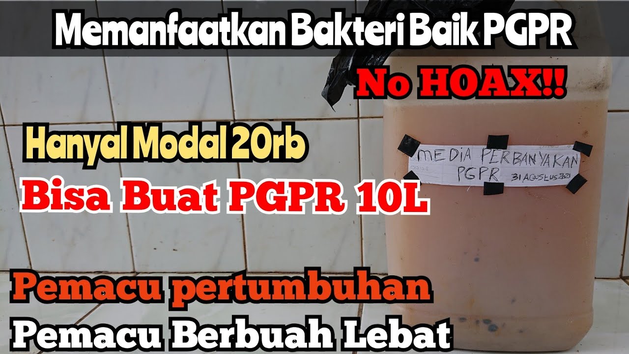 Memanfaatkan Bakteri PGPR Dari Alam - Pemacu Pertumbuhan Tanaman Dan ...