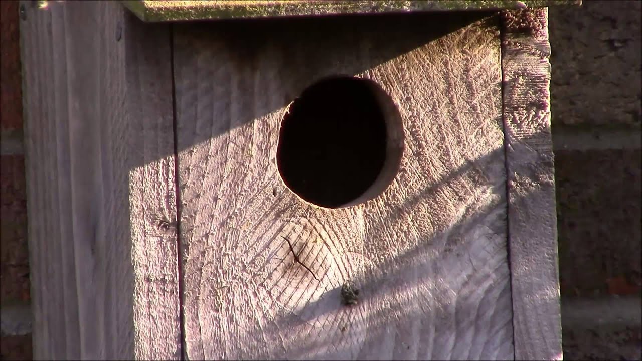 Tree Bumblebee (Bombus hypnorum) in a bird boxes. - YouTube