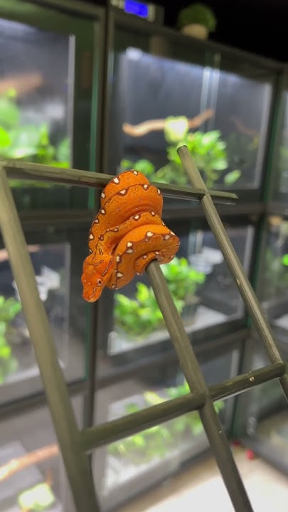 Discover nature’s marvel: the baby green tree python! 🐍🍃 - YouTube