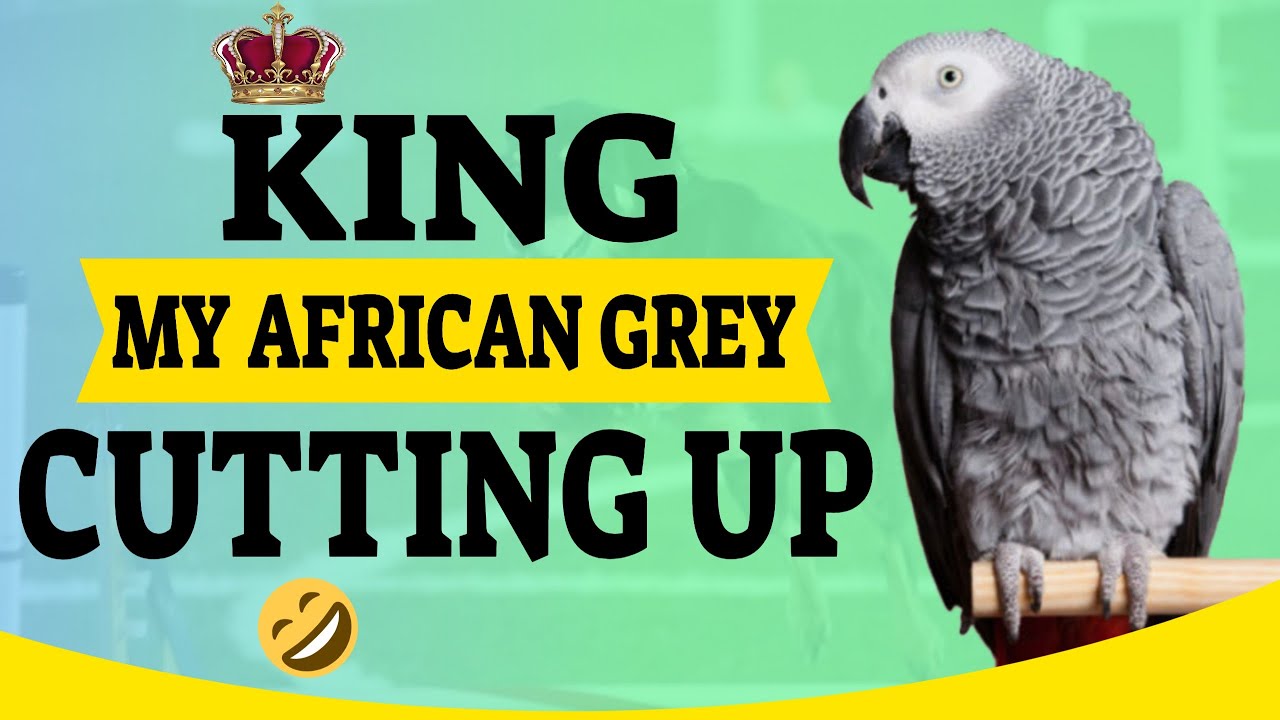 My 1 Year Old African Grey Parrot Making Sounds - YouTube