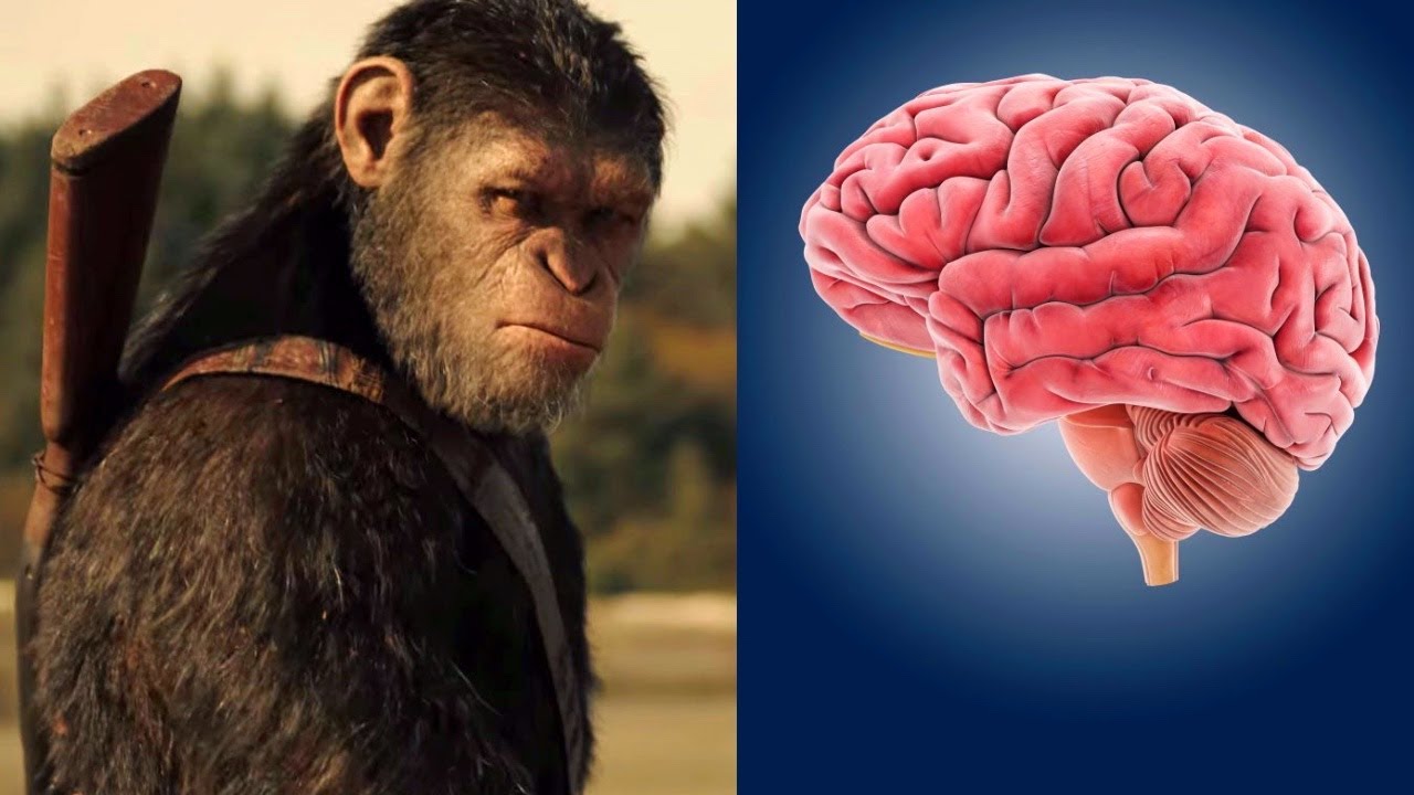 Scientists Have Inserted Human Genes Into Monkey Brain | Spliced ...