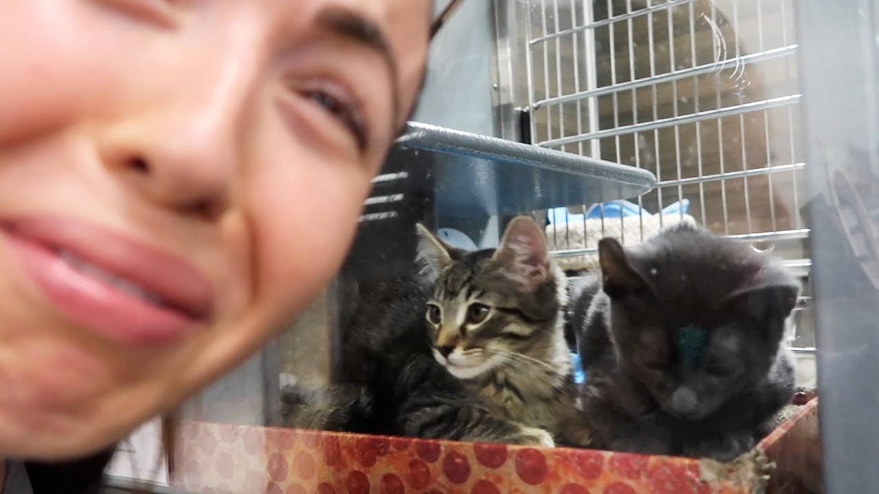 GETTING A KITTEN!? - YouTube