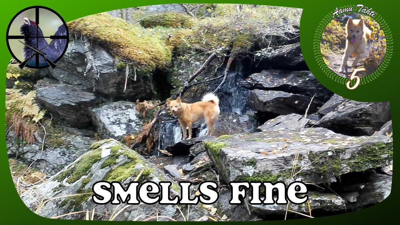 Finnish Spitz Perfumes Herself - YouTube