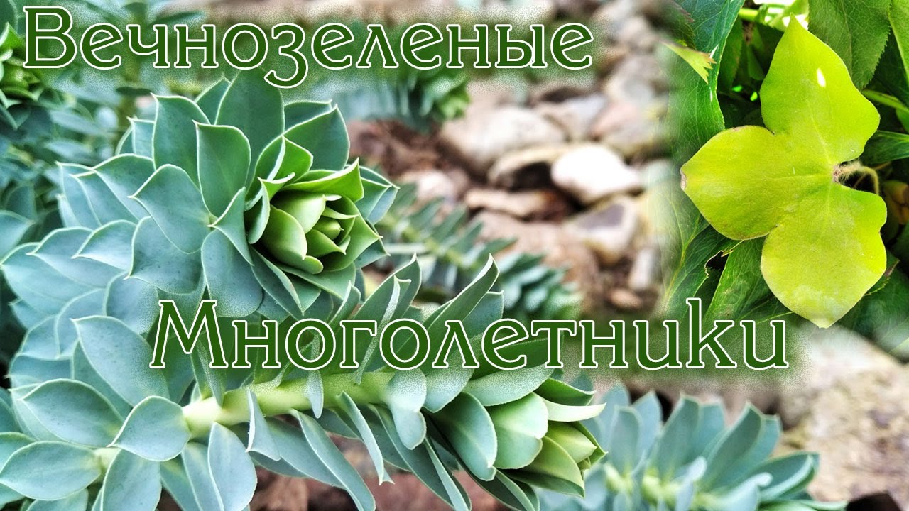 Вечнозеленые многолетники для сада / Evergreen perennials for the ...