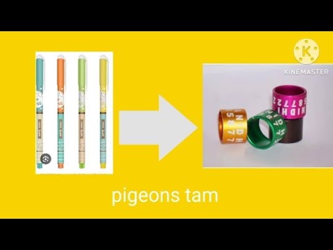 pigeon taps# debjit Mondal kabutar ki - YouTube