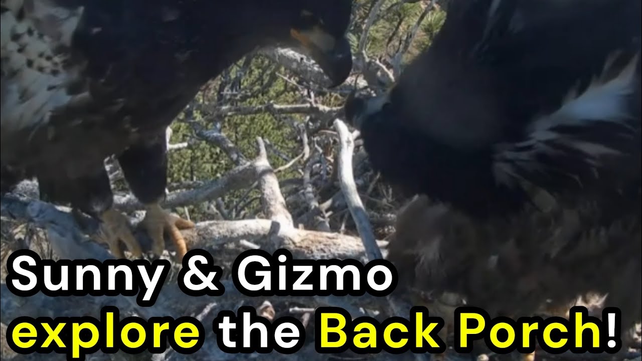 Sunny & Gizmo explore the Back Porch! 5/21/25 - Jackie & Shadow of Big Bear, CA - YouTube