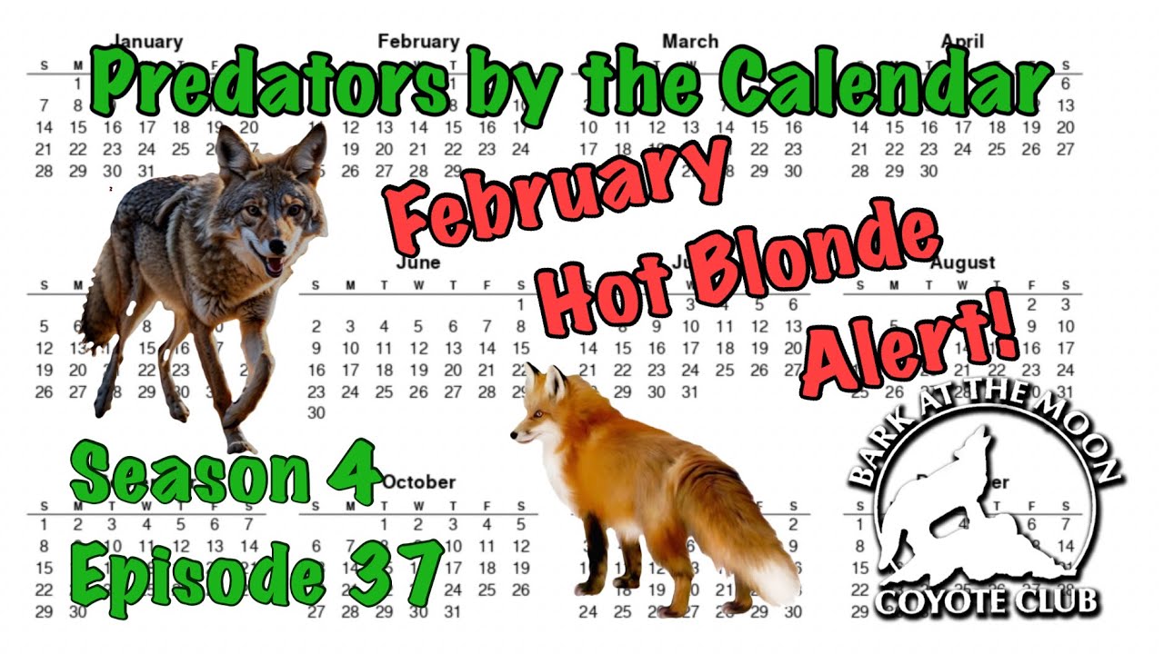 Predators by the Calendar EP 37 - YouTube