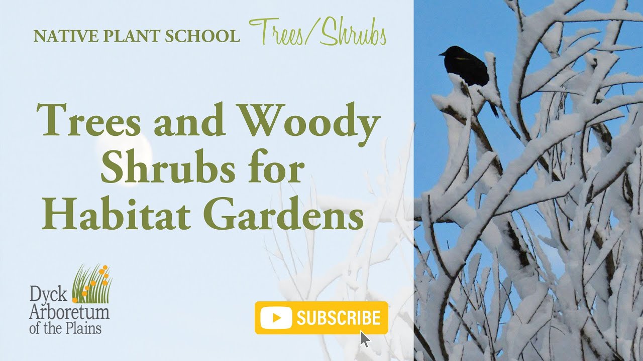 Trees and Woody Shrubs for Habitat Gardens with Scott Vogt - YouTube