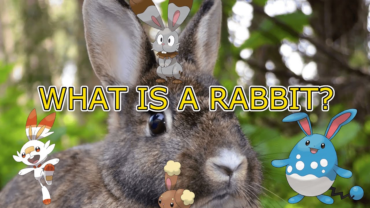 The Rabbit Conversation - YouTube
