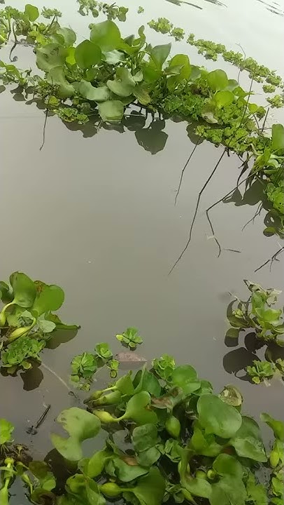 নাল্লাপাড়ার নোকা বাইচ ২ - YouTube