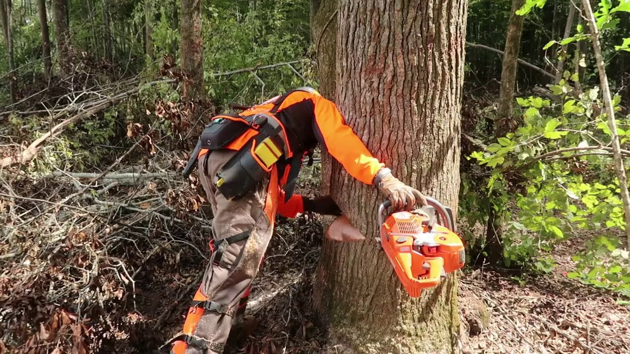 Felling Trees 2 Chainsaw Classes YouTube Felling Trees 2 Chainsaw Classes YouTube