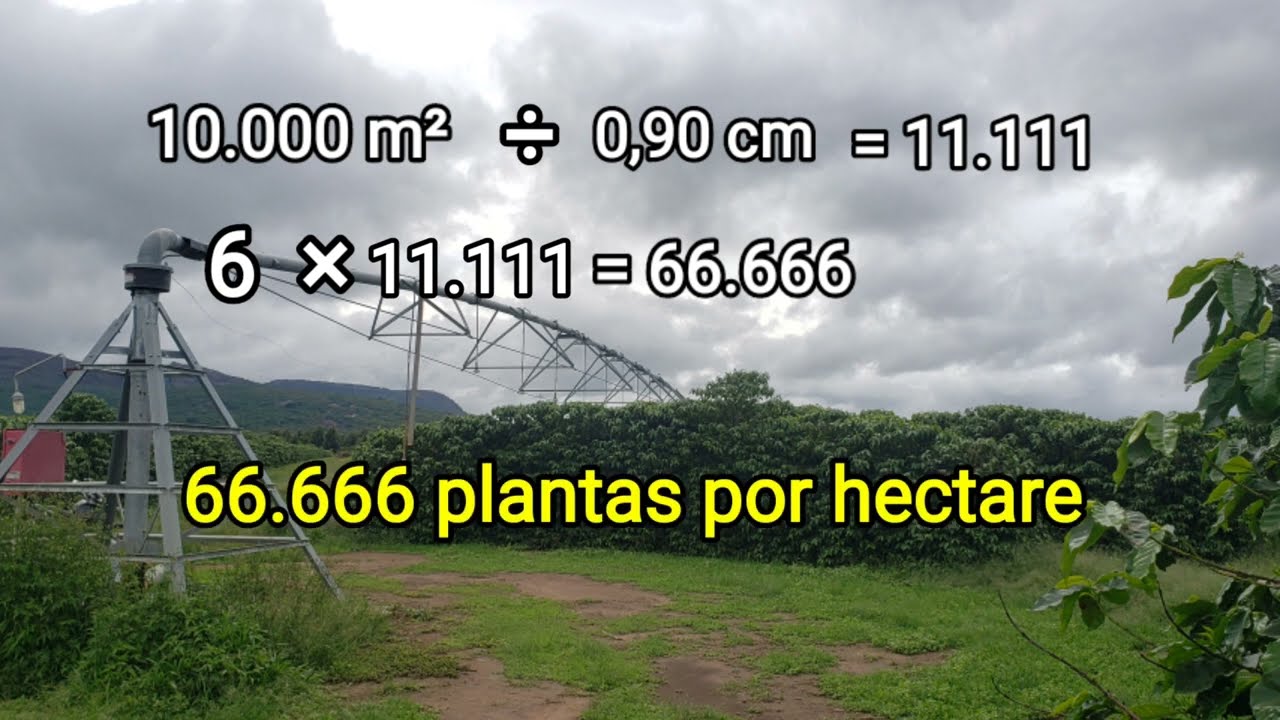 COMO CALCULAR A POPULA O DE PLANTAS POR HECTARE YouTube COMO CALCULAR A POPULA O DE PLANTAS POR HECTARE YouTube