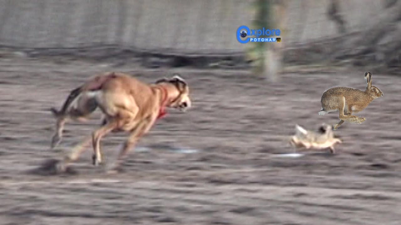 Dog vs Rabbit Race 19 | Greyhound vs Hare | Hare Coursing Punjab ...