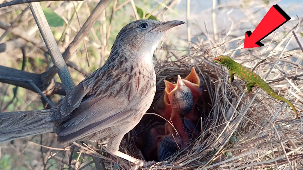 The common babbler bird is looking up at the sky @birdswithme107 - YouTube
