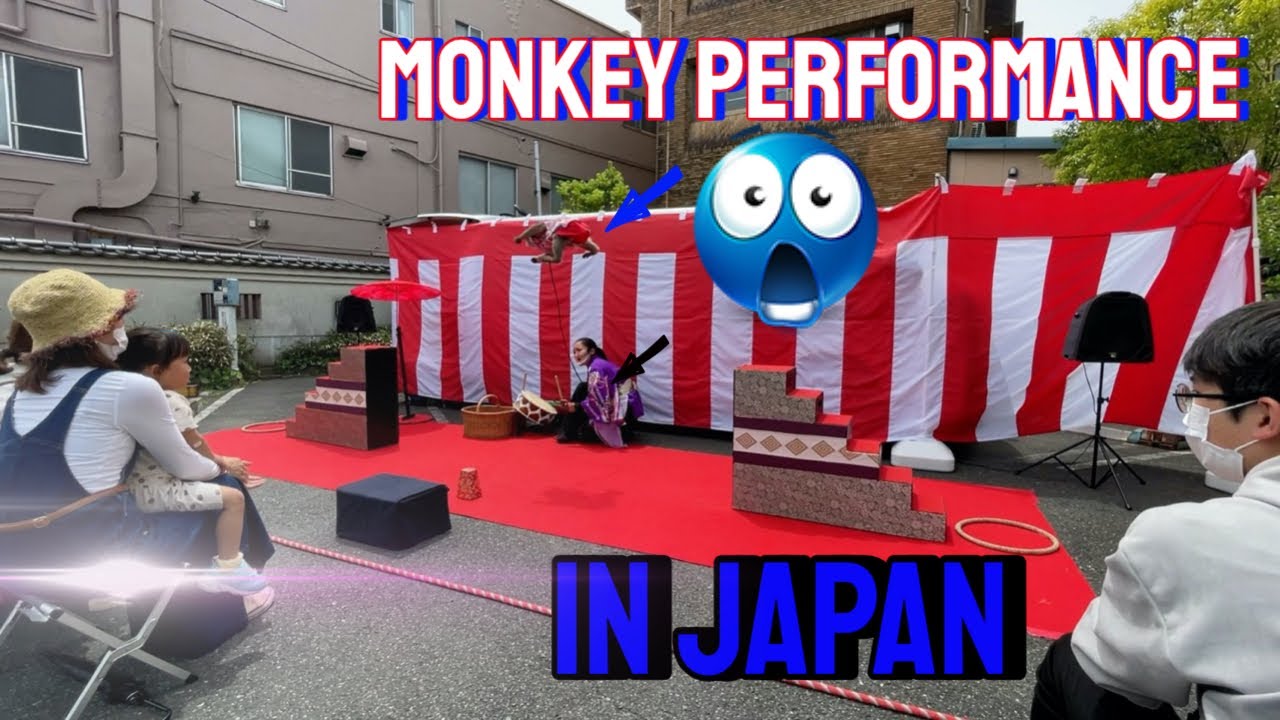 モンキーパフォーマンスJapan's Monkey Performances- Watching Monkeys perform tricks ...