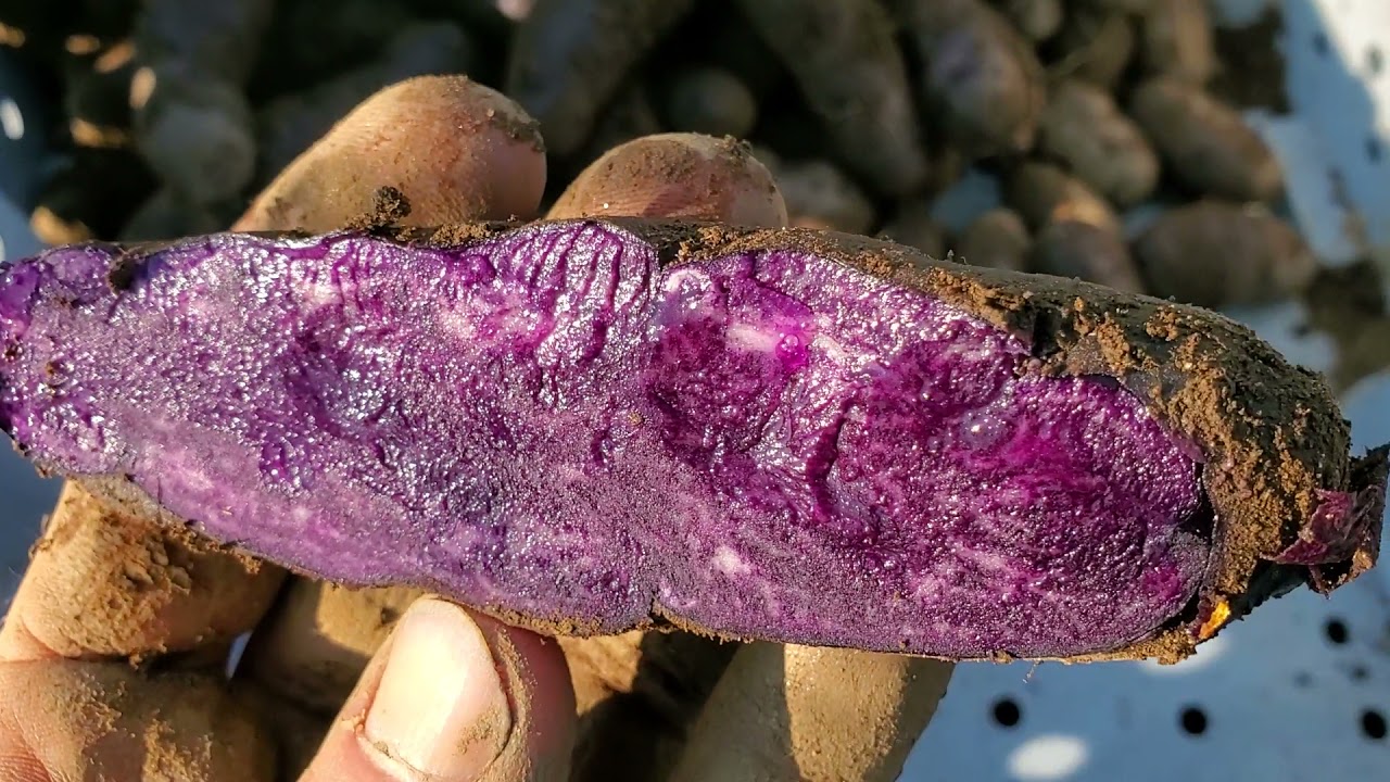 Purple Peruvian - The Anti-Oxidant Potato! 🥔🍠🥔🍠 - YouTube