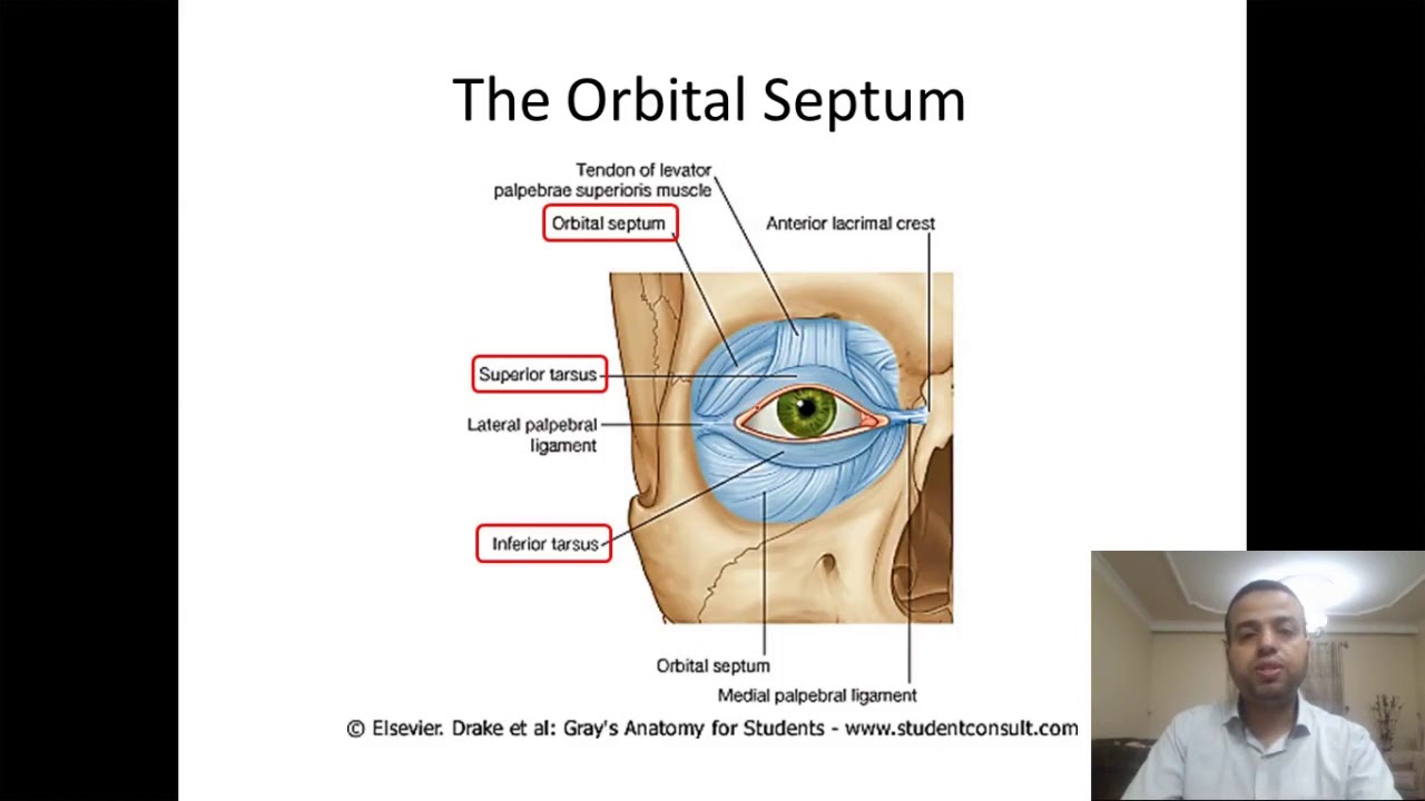 Anatomy of the Orbital region - YouTube