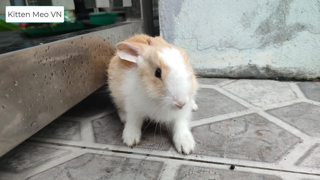 It's adorable why rabbits have their ears folded back - YouTube