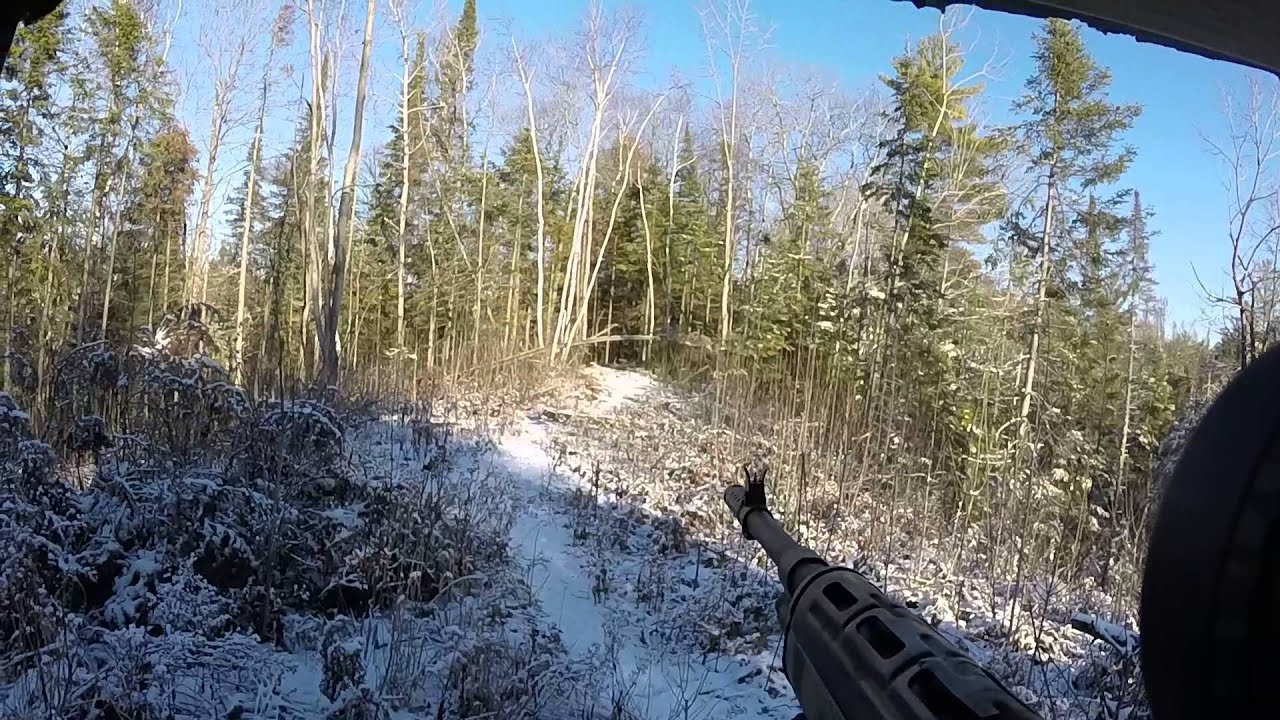 Critter watching - YouTube