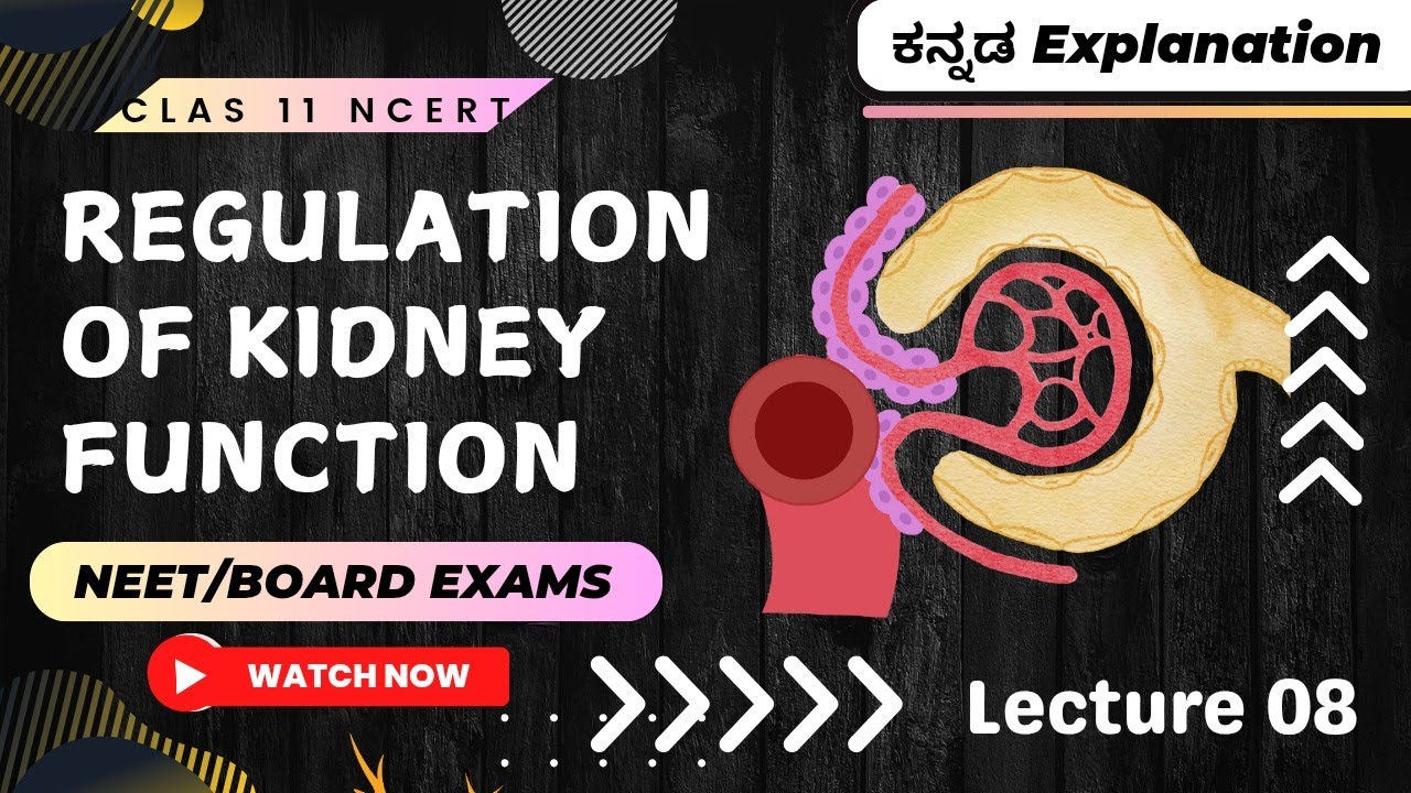 Excretory Products & their Elimination 08 🔥 Regulation of Kidney ...