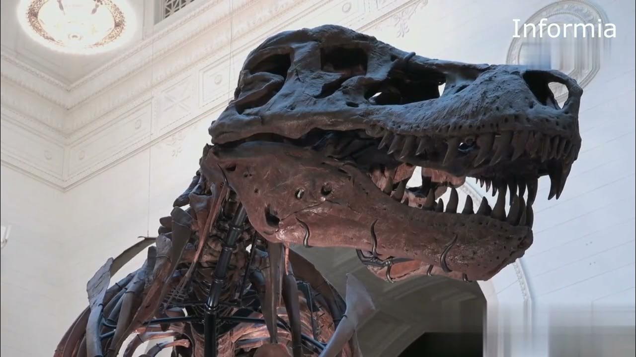 Sue the T. rex: 6 Facts About the Famous Dinosaur Fossil #dianasours # ...