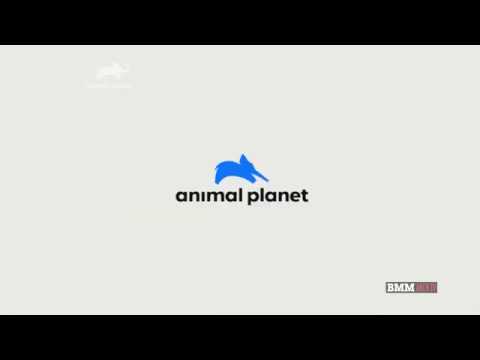 Animal Planet BUMPER #3 Rebrand 2019 - YouTube